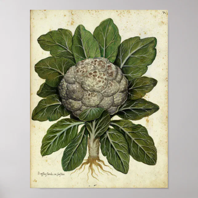 Vintage Botanical Poster - Cauliflower | Zazzle