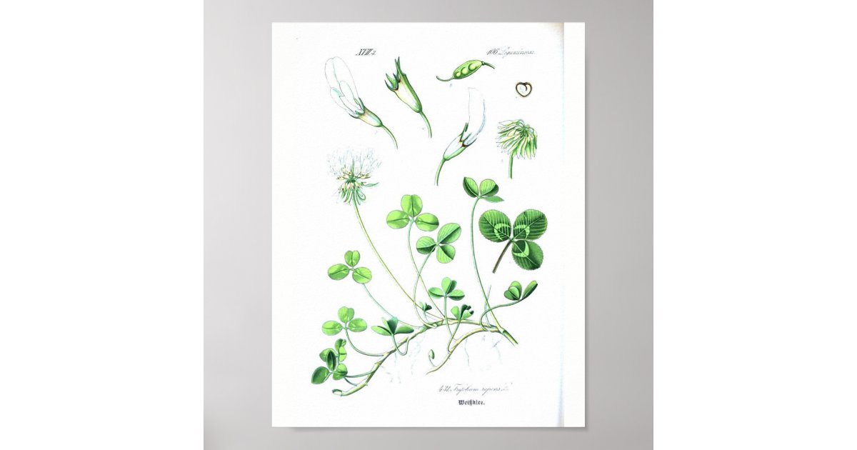 Vintage Botanical Poster - Clover | Zazzle