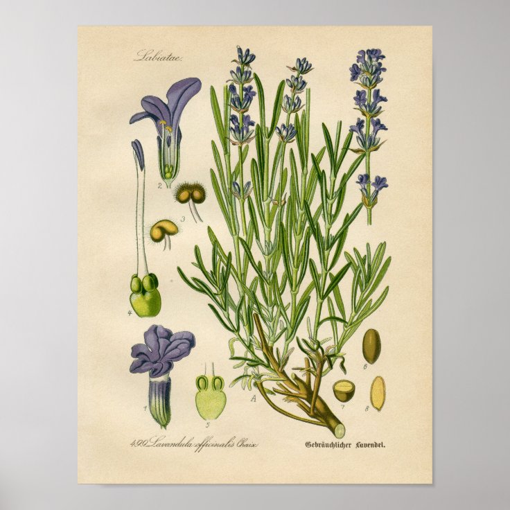Vintage Botanical Poster - Lavender | Zazzle
