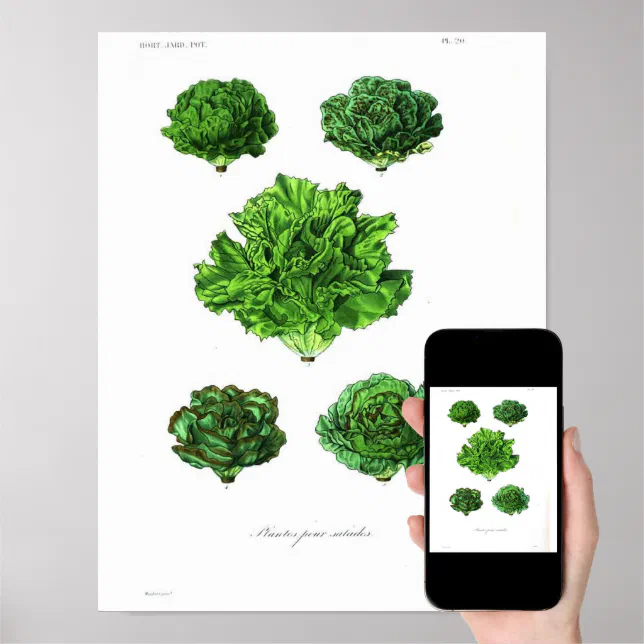 Vintage Botanical Poster - Lettuce | Zazzle