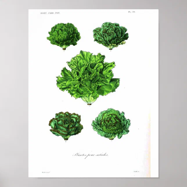 Vintage Botanical Poster - Lettuce | Zazzle