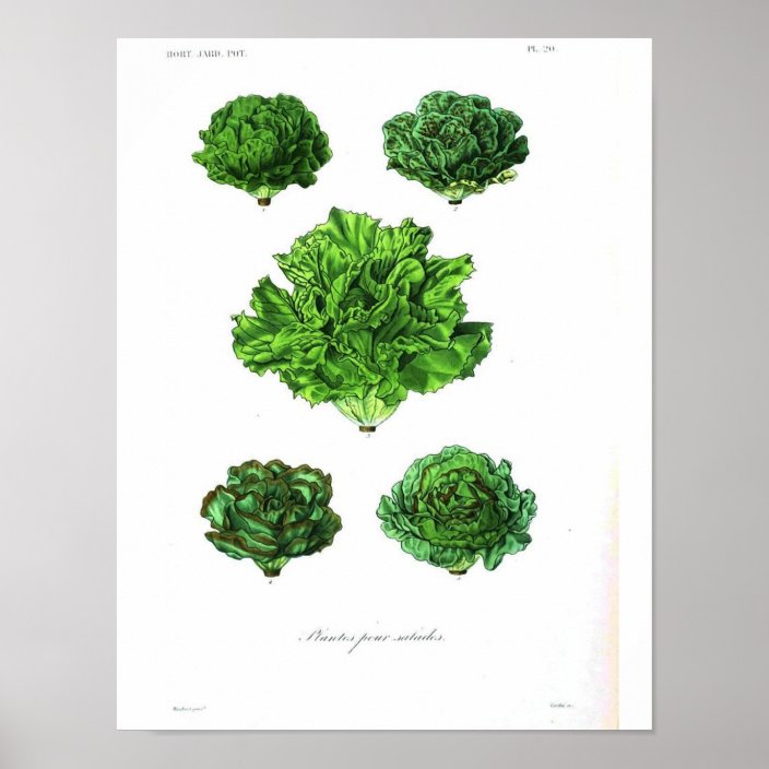 Vintage Botanical Poster - Lettuce | Zazzle.com