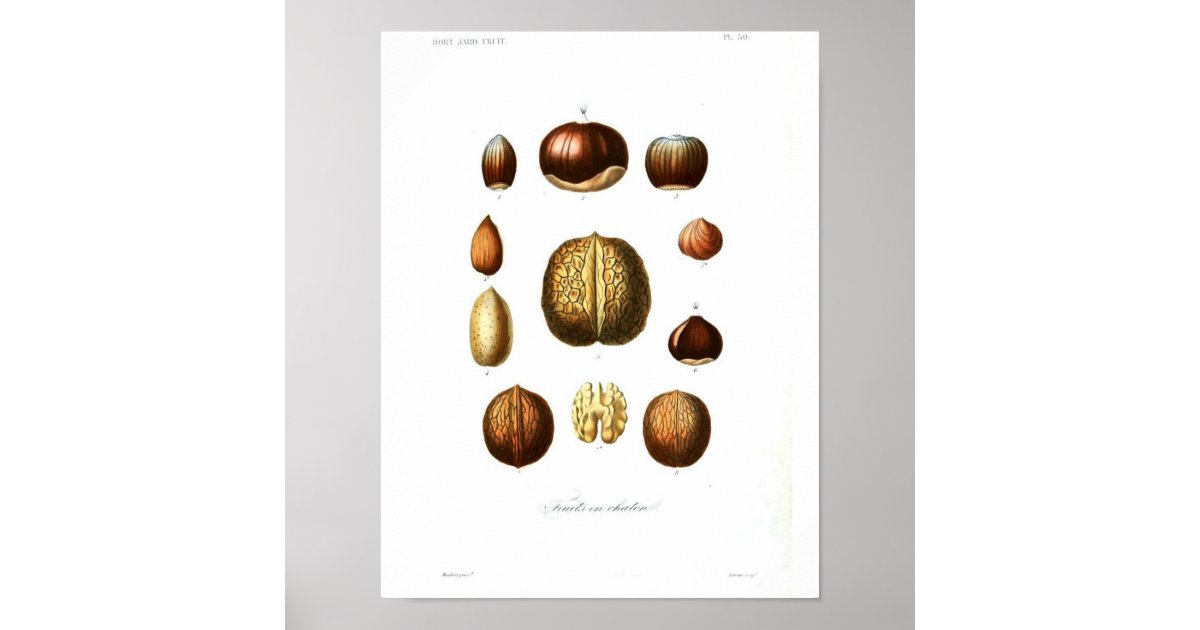Vintage Botanical Poster - Nuts | Zazzle