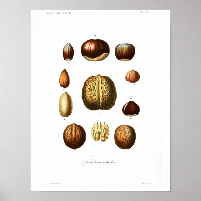Vintage Botanical Poster - Nuts | Zazzle