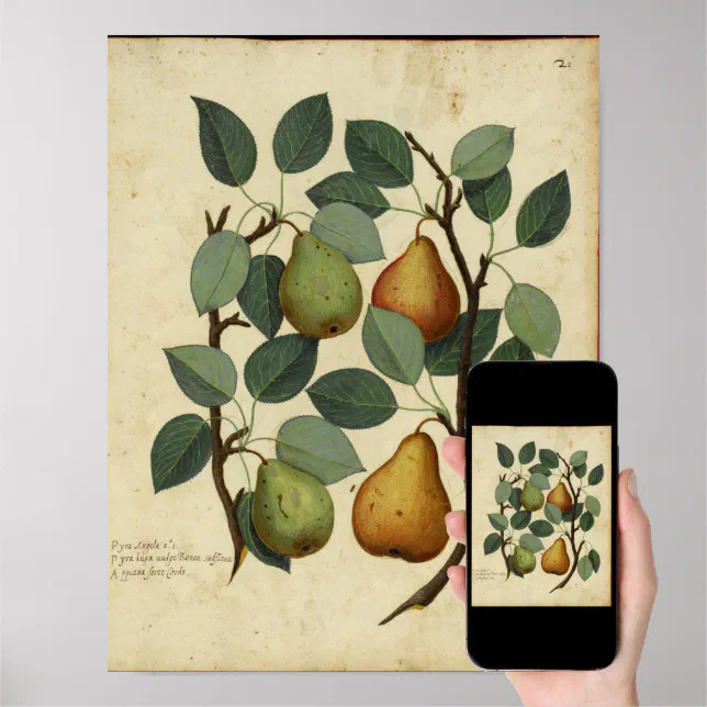 Vintage Botanical Poster - Pear | Zazzle