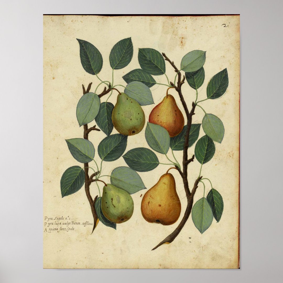 Vintage Botanical Poster - Pear | Zazzle
