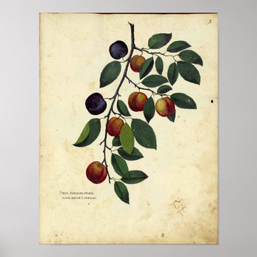 Vintage Botanical Poster - Plum | Zazzle