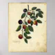 Vintage Botanical Poster - Plum | Zazzle