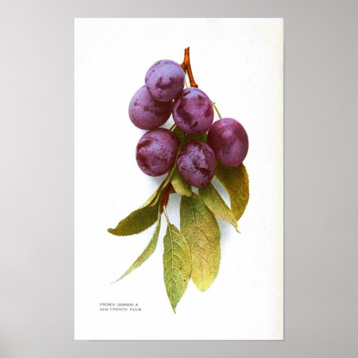 Vintage Botanical Poster - Plum | Zazzle