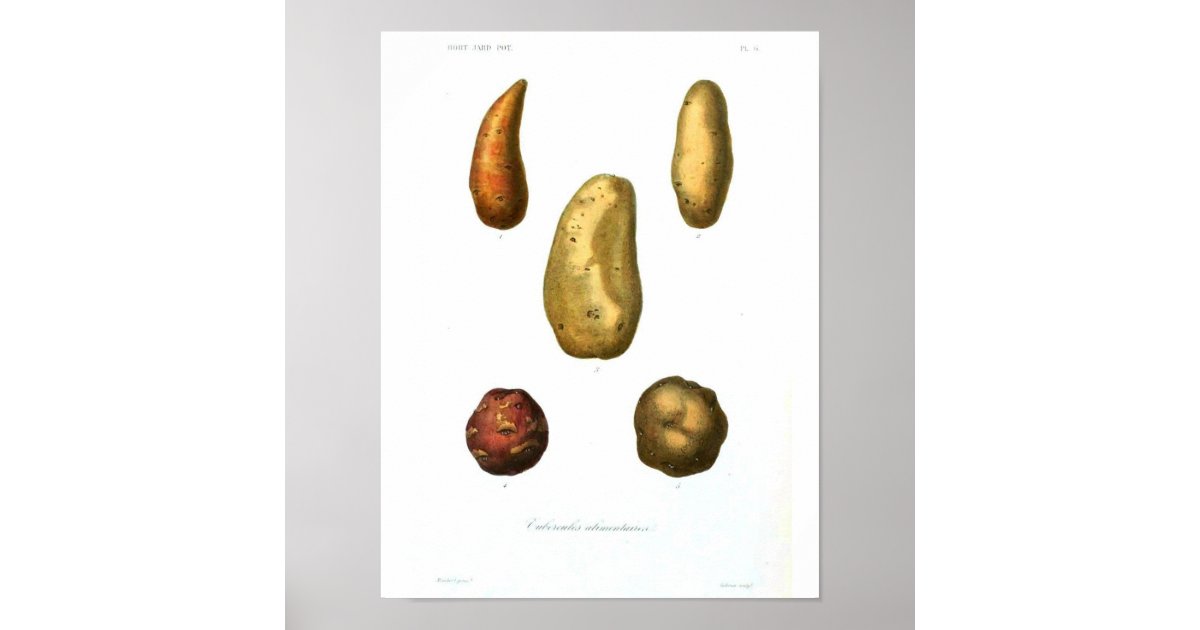 Vintage Botanical Poster - Potato | Zazzle