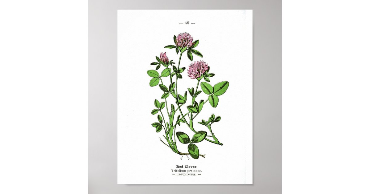 Vintage Botanical Poster - Red Clover | Zazzle