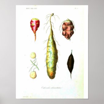 Vintage Botanical Poster - Root Vegetables | Zazzle