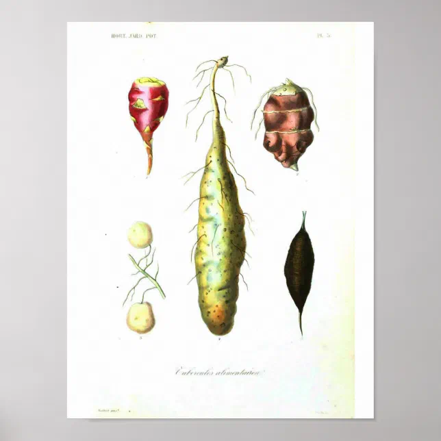 Vintage Botanical Poster - Root Vegetables | Zazzle