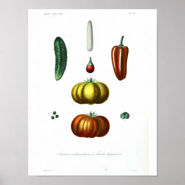 Vintage Botanical Poster - Squash | Zazzle