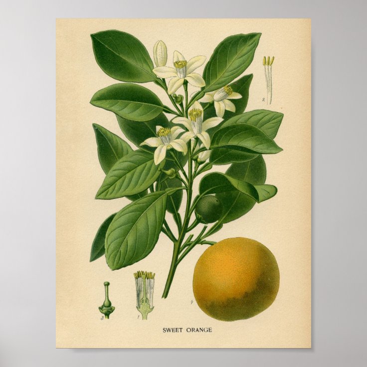 Vintage Botanical Poster - Sweet Orange | Zazzle
