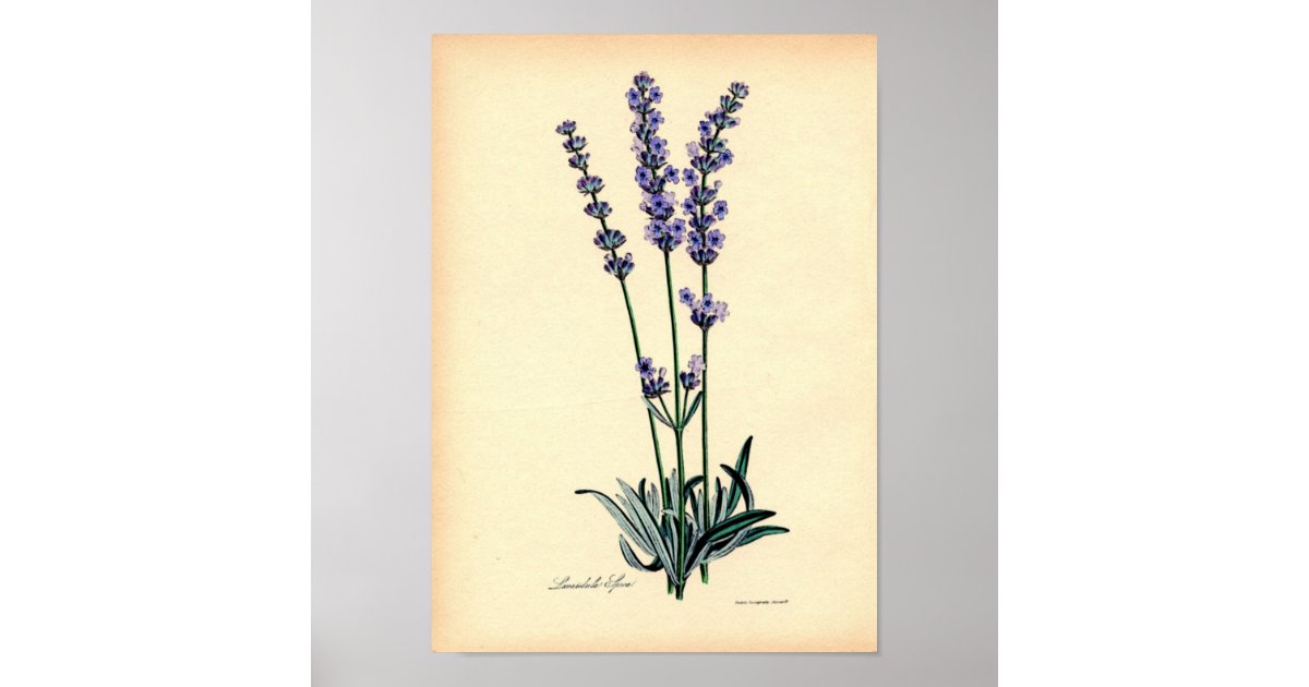 Vintage Botanical Print - Lavender | Zazzle