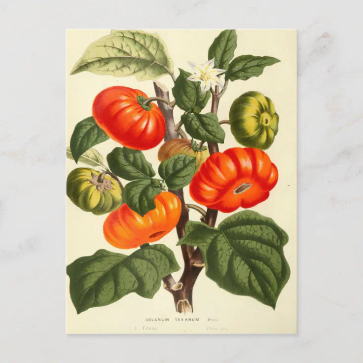 Vintage Botanical Print of Tomato Postcard | Zazzle
