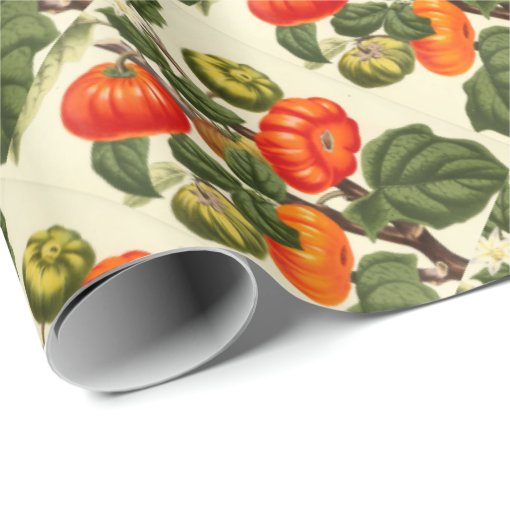 Vintage Botanical Print of Tomato Wrapping Paper | Zazzle