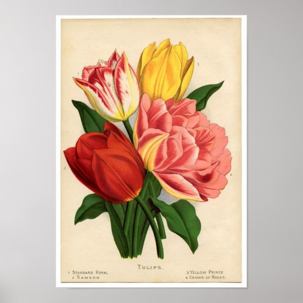 Vintage Tulip Posters & Photo Prints | Zazzle