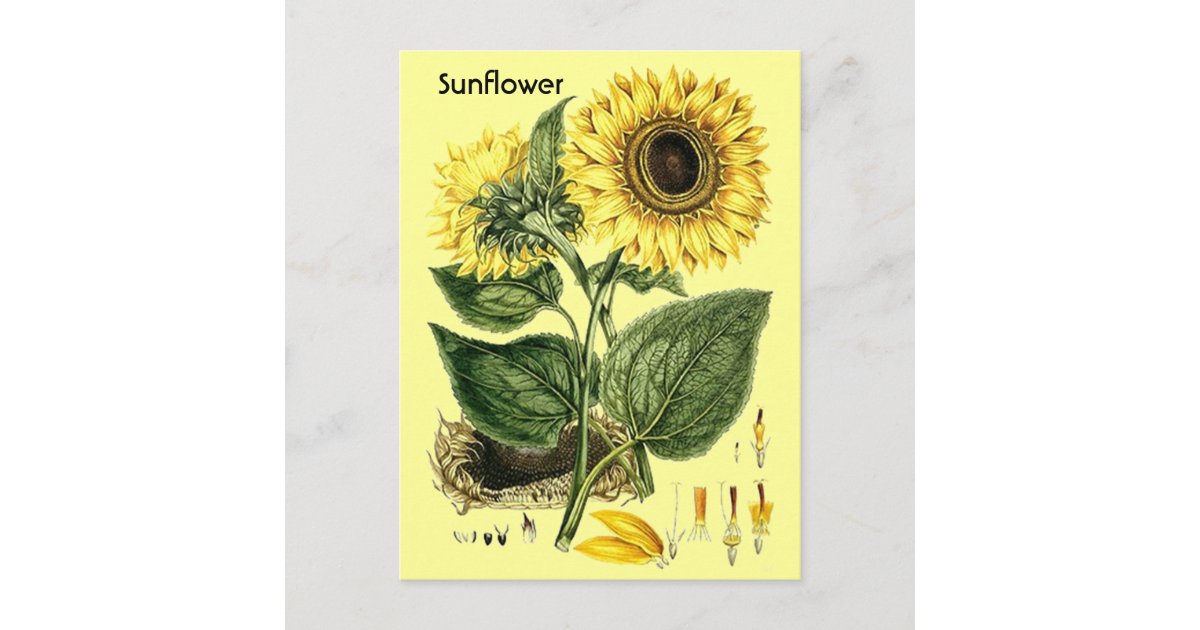 Vintage Botanical Sunflower Garden Spring Postcard | Zazzle