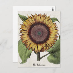 Vintage Botanical Sunflower Postcard | Zazzle