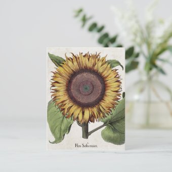 Vintage Botanical Sunflower Postcard | Zazzle