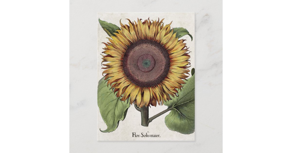 Vintage Botanical Sunflower Postcard | Zazzle