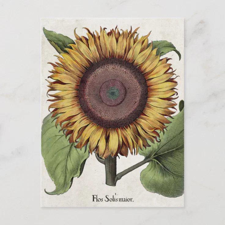 Vintage Botanical Sunflower Postcard | Zazzle