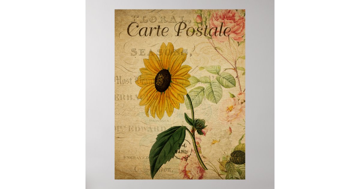 Vintage Botanical Sunflower Postcard Poster | Zazzle