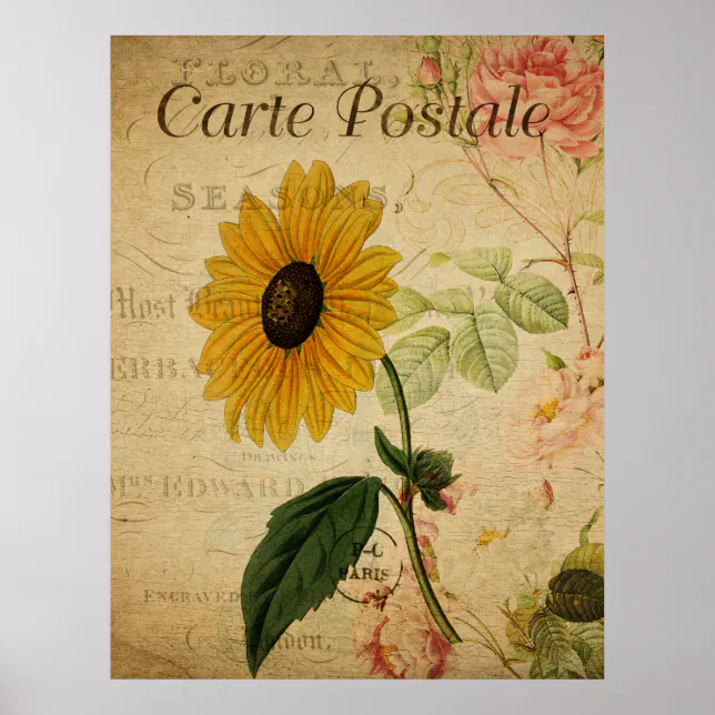 Vintage Botanical Sunflower Postcard Poster | Zazzle