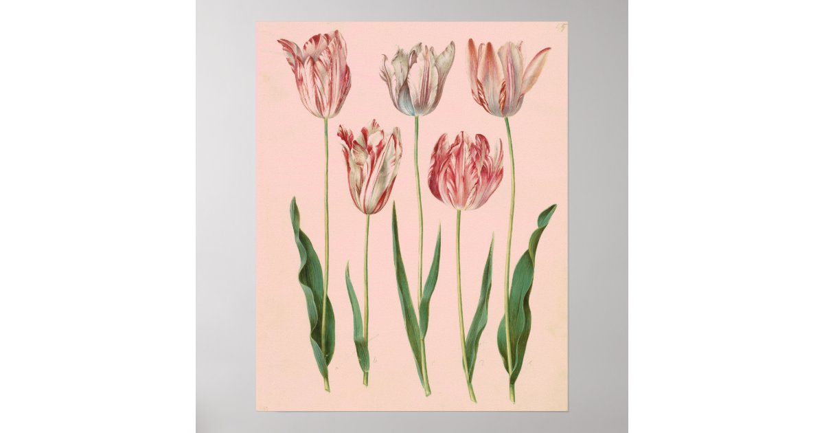 Vintage Botanical Tulip Poster, Pale Pink Poster | Zazzle