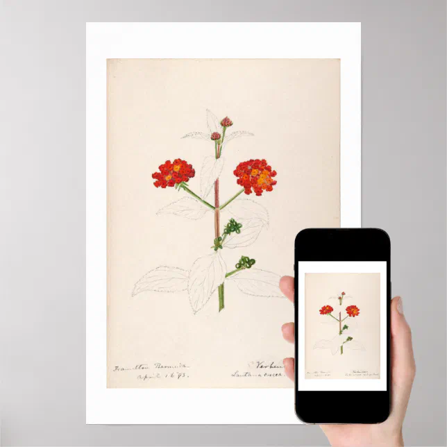 VINTAGE BOTANICAL WATERCOLOUR BY HELEN SHARP POSTER | Zazzle
