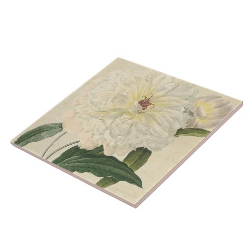 Vintage Botanical White Peony Tile | Zazzle
