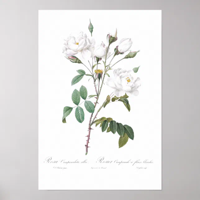 VINTAGE BOTANICAL WHITE ROSE ILLUSTRATION POSTER | Zazzle