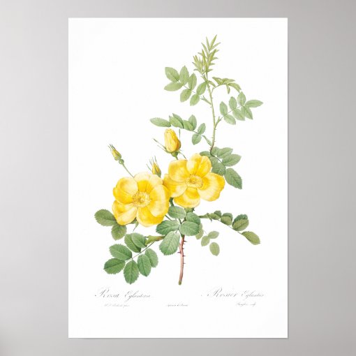 VINTAGE BOTANICAL YELLOW ROSE ILLUSTRATION POSTER | Zazzle
