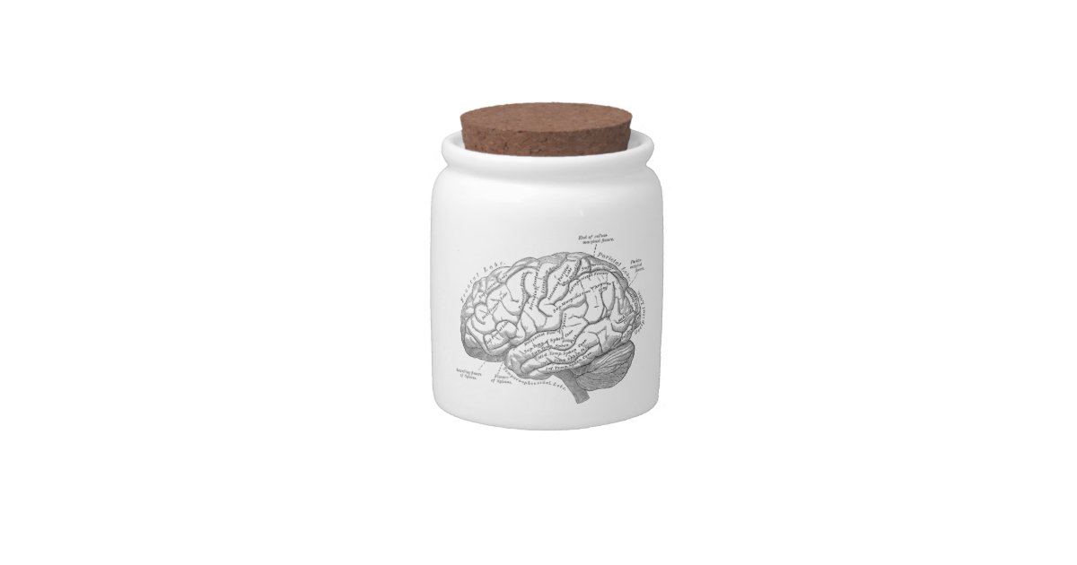 Vintage Brain Anatomy Candy Jar | Zazzle