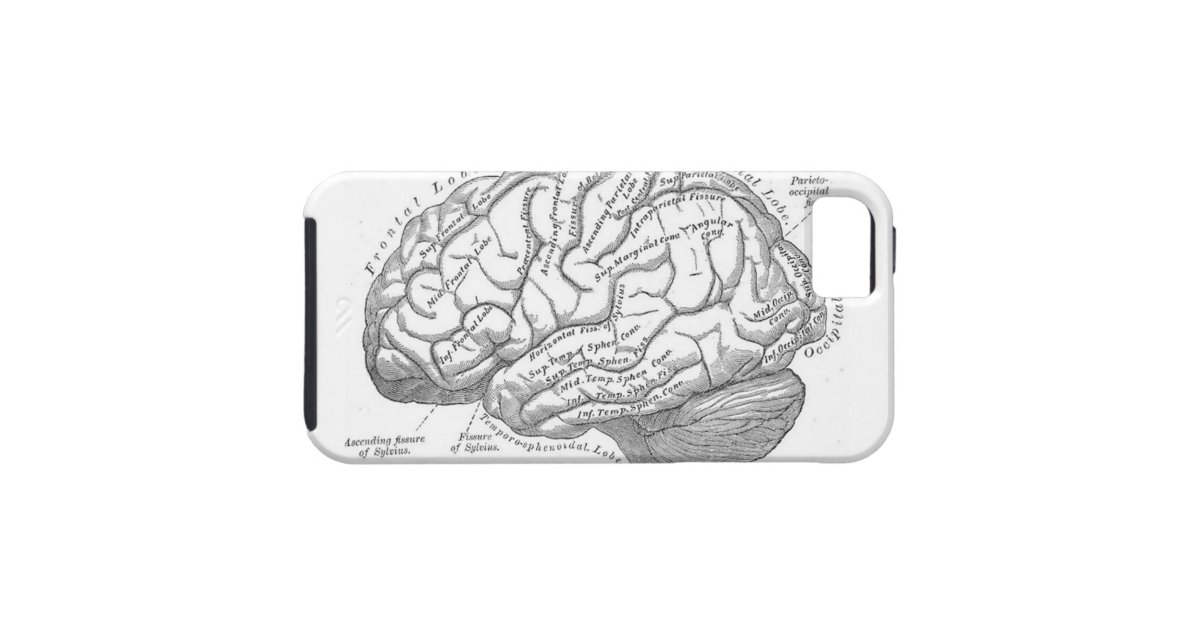 Vintage Brain Anatomy Case-Mate iPhone Case | Zazzle