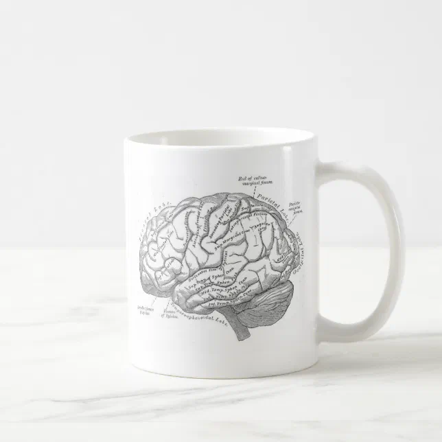 Vintage Brain Anatomy Coffee Mug | Zazzle