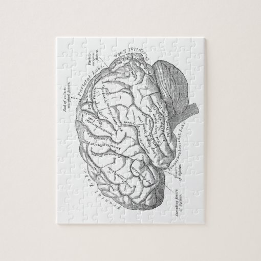 Vintage Brain Anatomy Jigsaw Puzzle | Zazzle