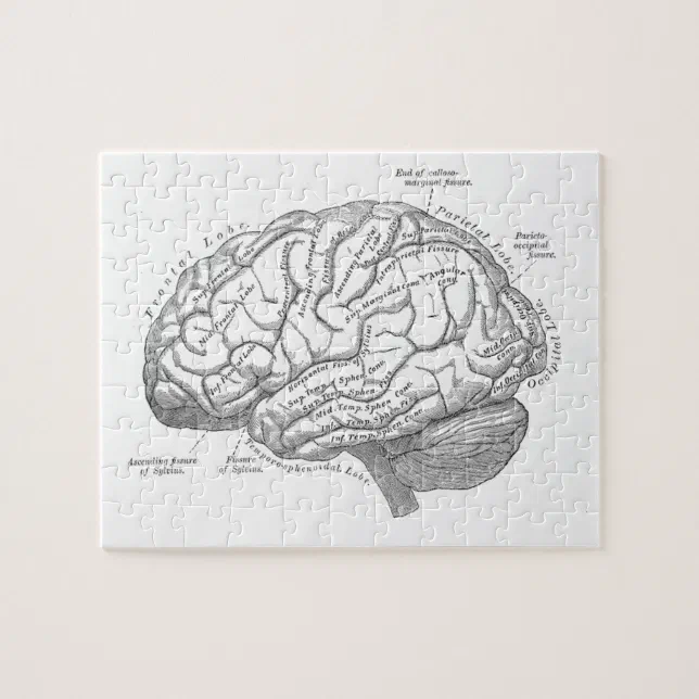 Vintage Brain Anatomy Jigsaw Puzzle | Zazzle