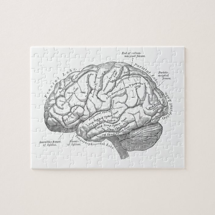 Vintage Brain Anatomy Jigsaw Puzzle | Zazzle.com