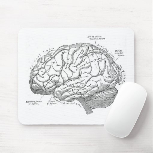 Vintage Brain Anatomy Mouse Pad | Zazzle