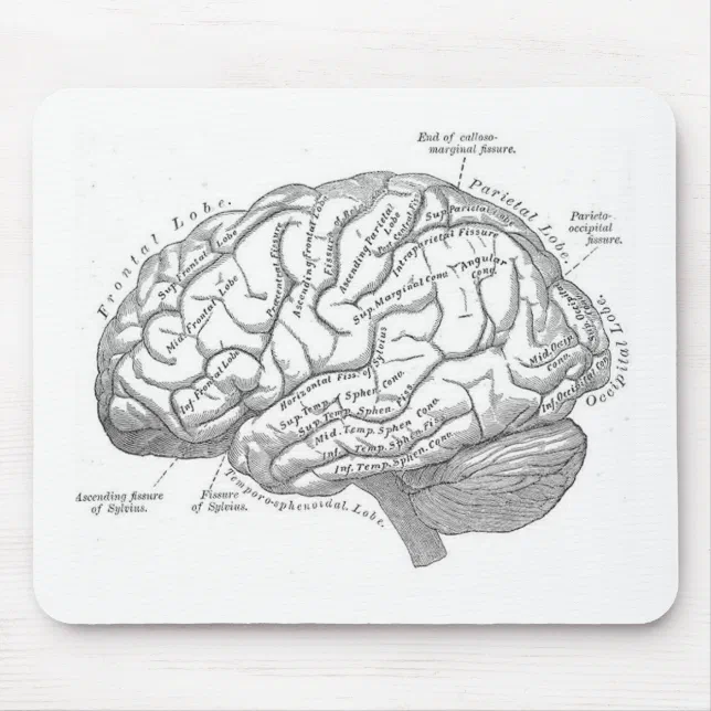 Vintage Brain Anatomy Mouse Pad | Zazzle