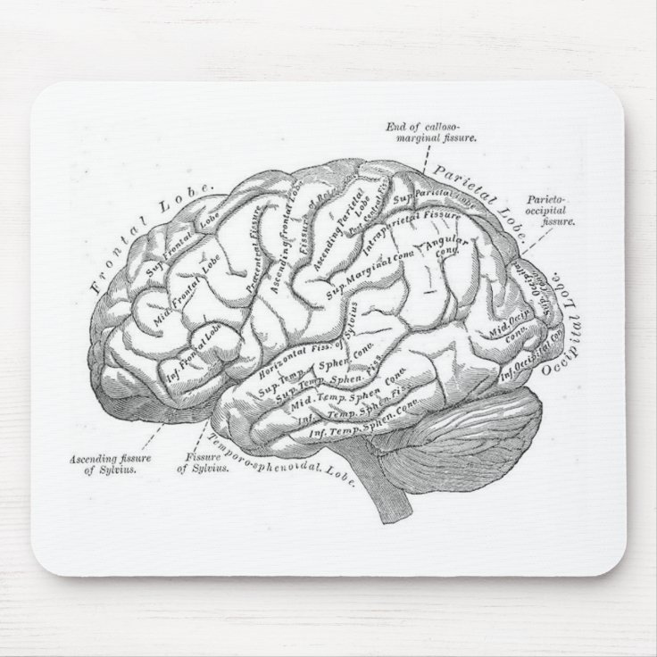 Vintage Brain Anatomy Mouse Pad | Zazzle