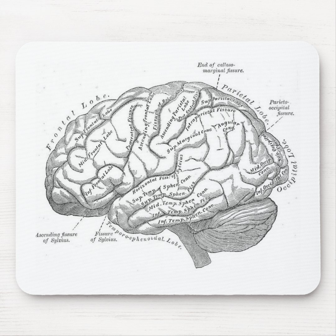 Vintage Brain Anatomy Mouse Pad | Zazzle