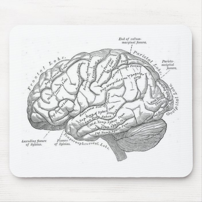 Vintage Brain Anatomy Mouse Pad | Zazzle.com