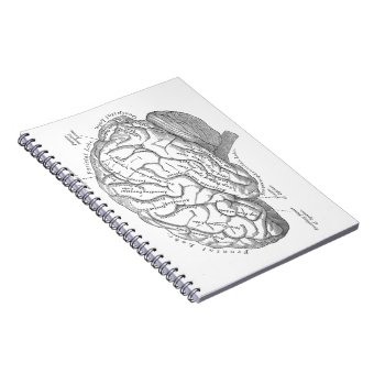 Vintage Brain Anatomy Notebook | Zazzle