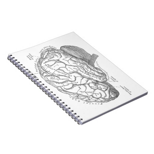Vintage Brain Anatomy Notebook | Zazzle