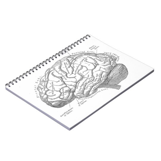 Vintage Brain Anatomy Notebook | Zazzle.com
