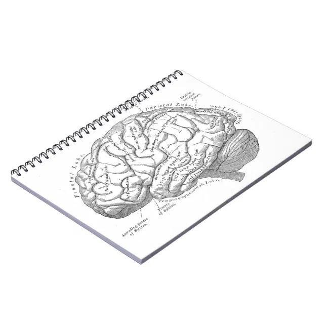 Vintage Brain Anatomy Notebook | Zazzle